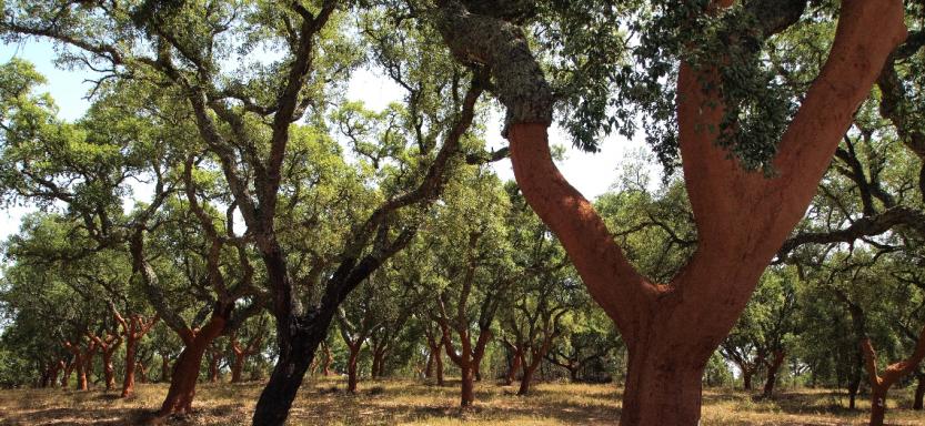 Freemaps - Cork Trees and Olive Trees
